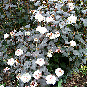 Physocarpus opulifolius - Diabolo (Purple Nine Bark): Information ...