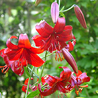 Lilium - 'Red Velvet': Information, Pictures & Cultivation Tips