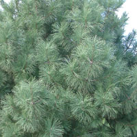 Pinus coulteri (Big Cone Pine, Coulter Pine): Information, Pictures ...