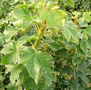 Fatshedera lizei - 'Variegata' (Variegated Tree Ivy): Information ...