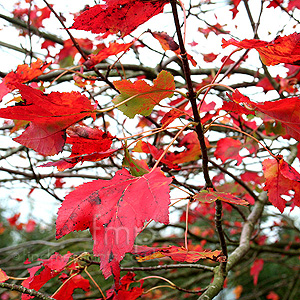 Acer rubrum - 'Schlesingeri' (Red Maple): Information, Pictures ...