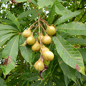 Aesculus indica: Information, Pictures & Cultivation Tips