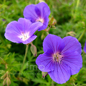 Geranium - 'Orion': Information, Pictures & Cultivation Tips