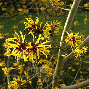 Hamamelis mollis - 'Gold Crest': Information, Pictures & Cultivation Tips