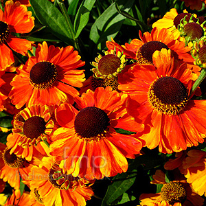 Helenium - 'sahin's Early': Information, Pictures & Cultivation Tips