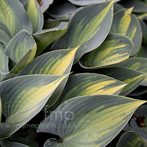 Hosta - 'June': Information, Pictures & Cultivation Tips