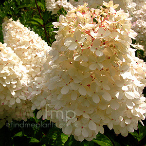 Hydrangea paniculata - 'Renhy': Information, Pictures & Cultivation Tips