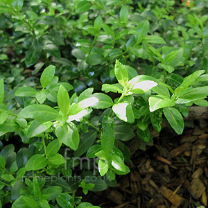 Ilex crenata: Information, Pictures & Cultivation Tips