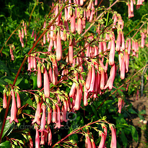 Phygelius aequalis: Information, Pictures & Cultivation Tips