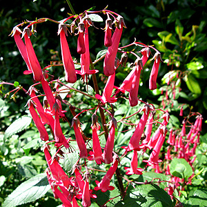 Phygelius x rectus - 'Salmon Leap': Information, Pictures & Cultivation ...