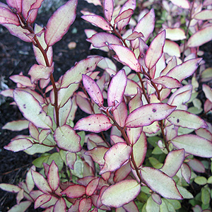 Pseudowintera colorata: Information, Pictures & Cultivation Tips