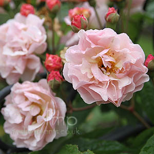 Rosa - 'Cornelia': Information, Pictures & Cultivation Tips
