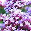Verbena bonariensis (Verbena): Information, Pictures & Cultivation Tips