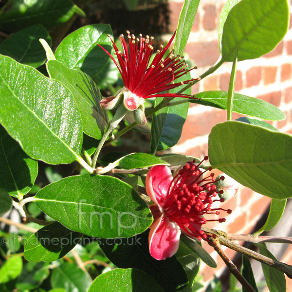A Big Photo of Acca Sellowiana, Flower Close-up from FindMePlants