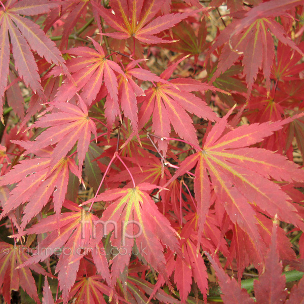 A Big Photo of Acer Palmatum, Leaf Close-up from FindMePlants