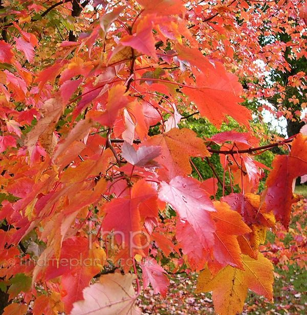 Acer palmatum - 'October Beauty': Information, Pictures & Cultivation Tips