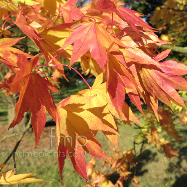 Acer palmatum: Information, Pictures & Cultivation Tips