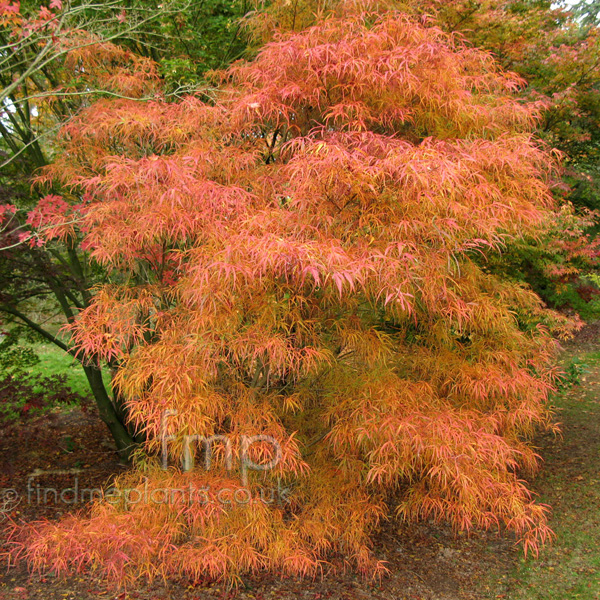 Acer palmatum - 'Kinshi': Information, Pictures & Cultivation Tips