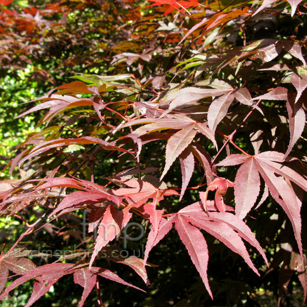 Acer palmatum - 'Red Shadow': Information, Pictures & Cultivation Tips