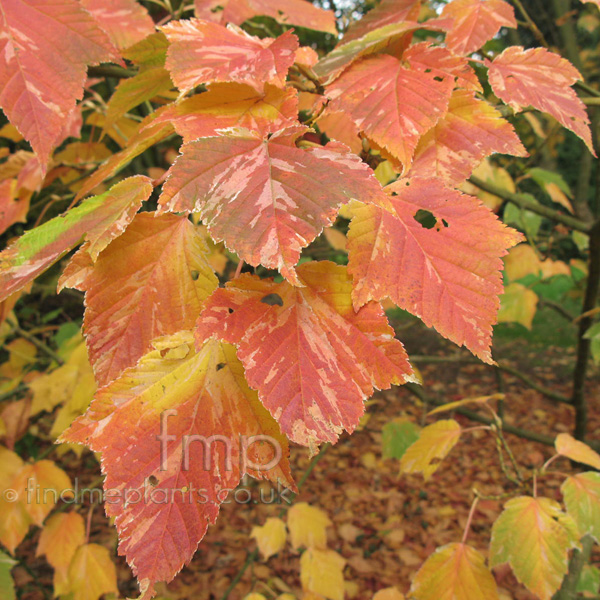 A Big Photo of Acer Rufinerve, Leaf Close-up from FindMePlants