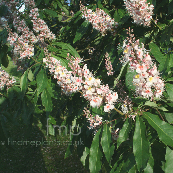 Aesculus indica - 'Sydney Pearce': Information, Pictures & Cultivation Tips
