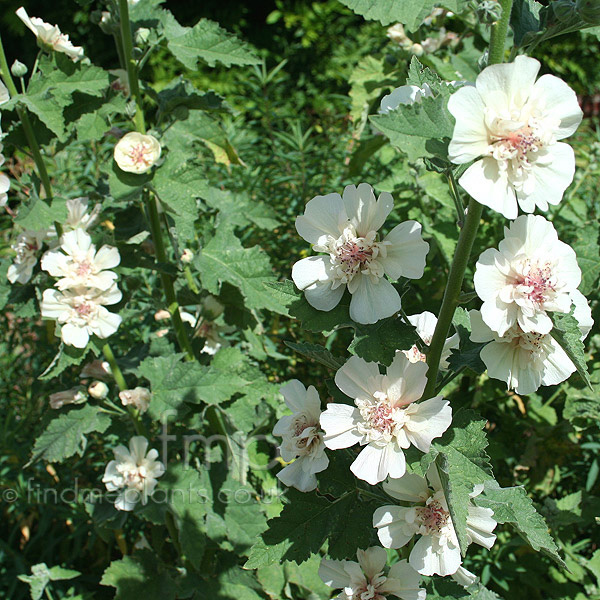 Alcea x althaea - 'Parkallee': Information, Pictures & Cultivation Tips