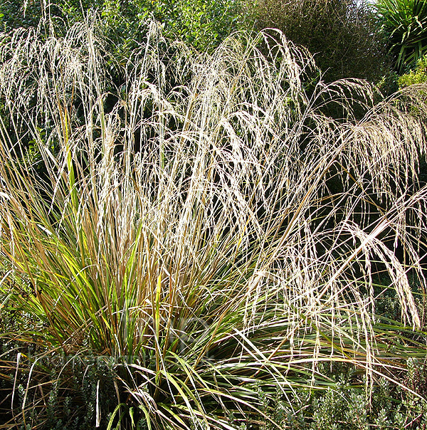 Chionochloa conspicua: Information, Pictures & Cultivation Tips
