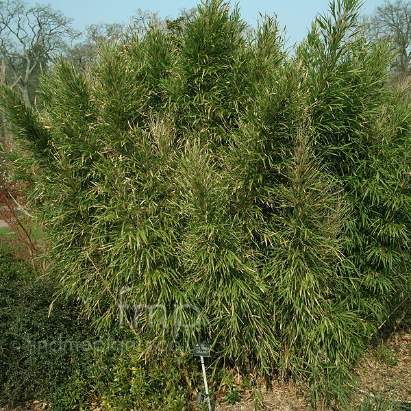 Chusquea - JungleKey.fr Image