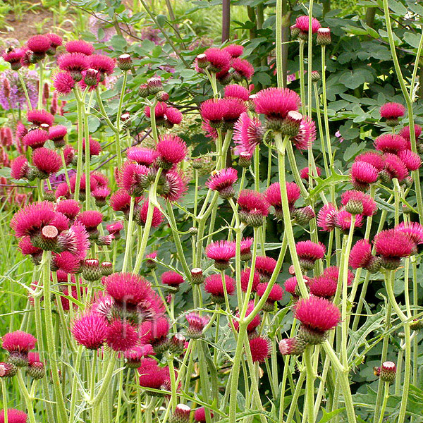 Cirsium rivulare - Atropurpureum: Information, Pictures & Cultivation Tips
