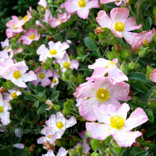A Big Photo of Cistus from FindMePlants