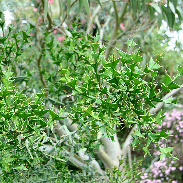 Colletia paradoxa: Information, Pictures & Cultivation Tips