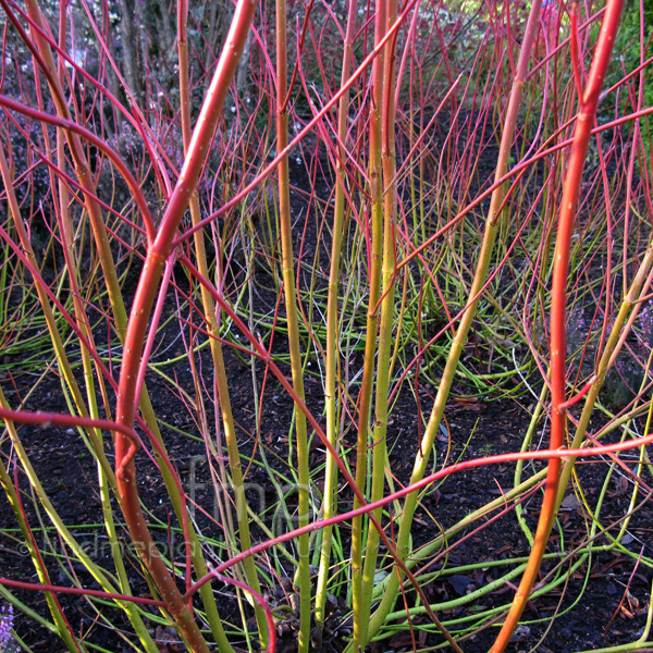 Cornus stolonifera - 'Cardinal': Information, Pictures & Cultivation Tips