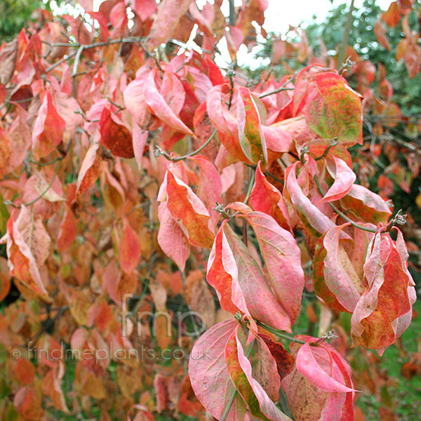 A Big Photo of Cornus from FindMePlants