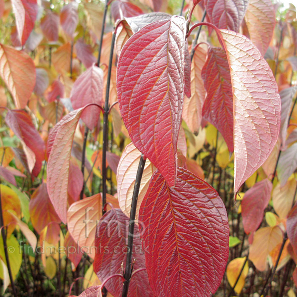Cornus alba - 'Kesselringii': Information, Pictures & Cultivation Tips