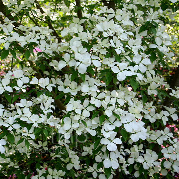 Cornus rutgersiensis - Aurora: Information, Pictures & Cultivation Tips