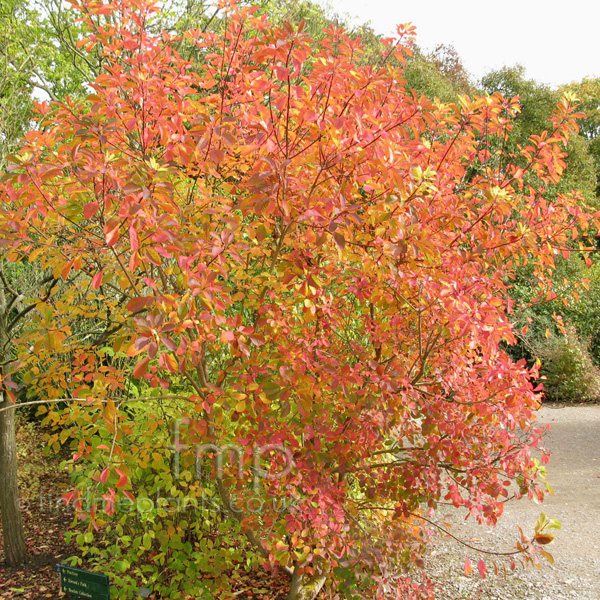 Cotinus coggygria: Information, Pictures & Cultivation Tips