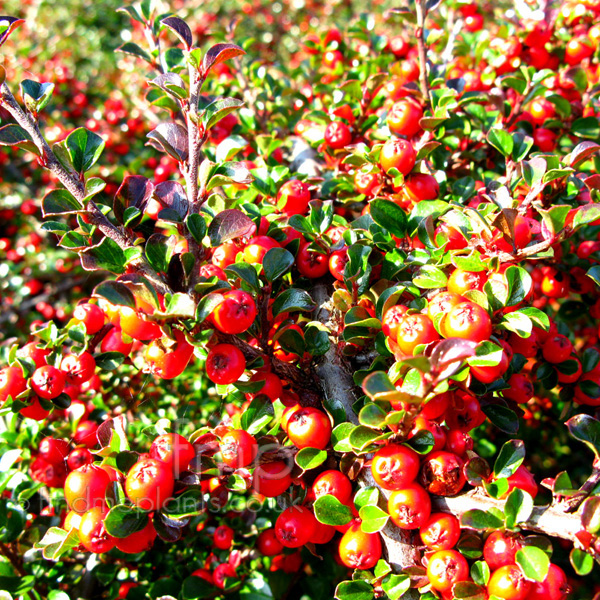 A Big Photo of Cotoneaster Atropurpureus from FindMePlants