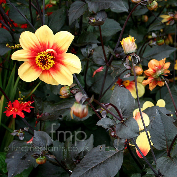 Dahlia - 'Moonfire': Information, Pictures & Cultivation Tips