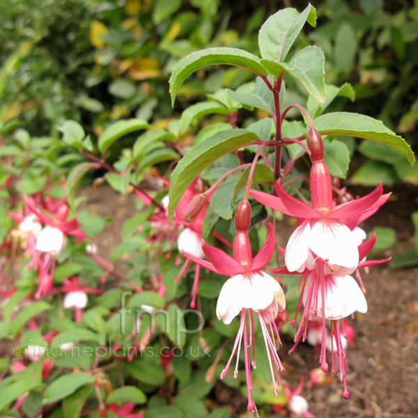 Fuchsia - 'Snowcap': Information, Pictures & Cultivation Tips
