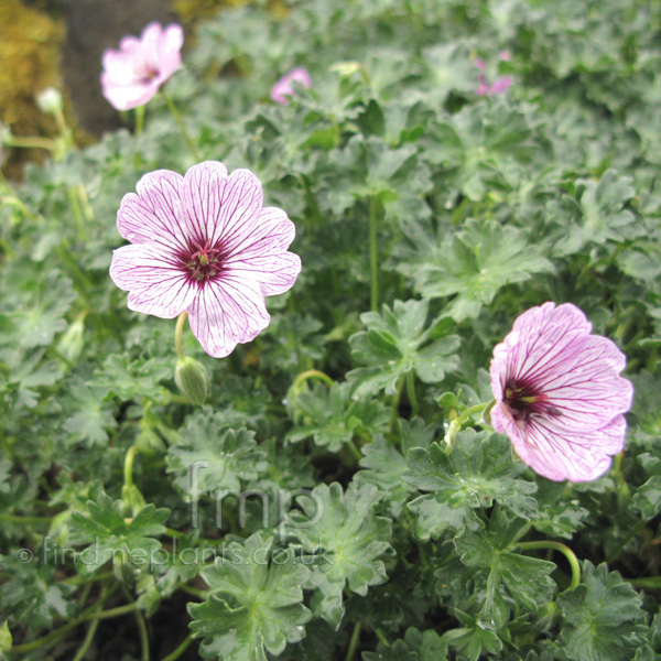 Geranium cinereum - 'Ballerina': Information, Pictures & Cultivation Tips
