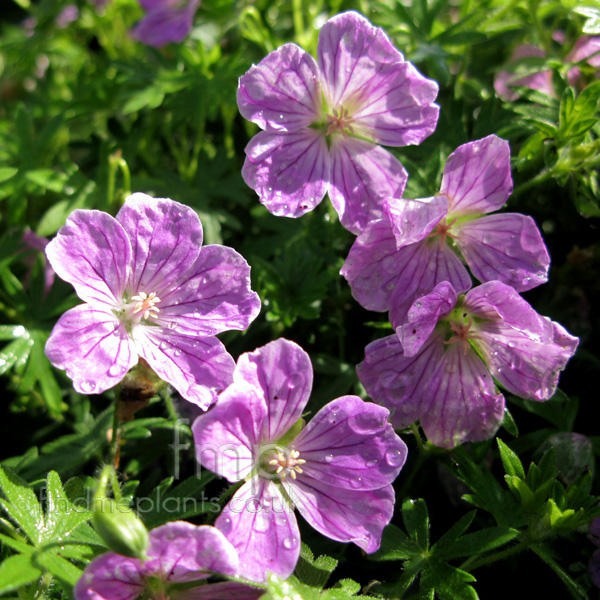 A Big Photo of Geranium Sanguineum, Flower Close-up from FindMePlants