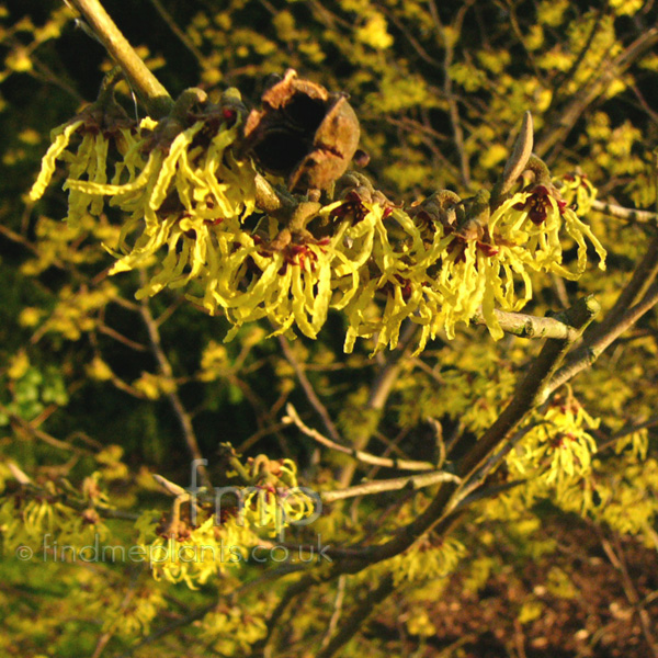A Big Photo of Hamamelis Mollis from FindMePlants