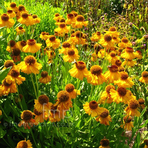 A Big Photo of Helenium from FindMePlants