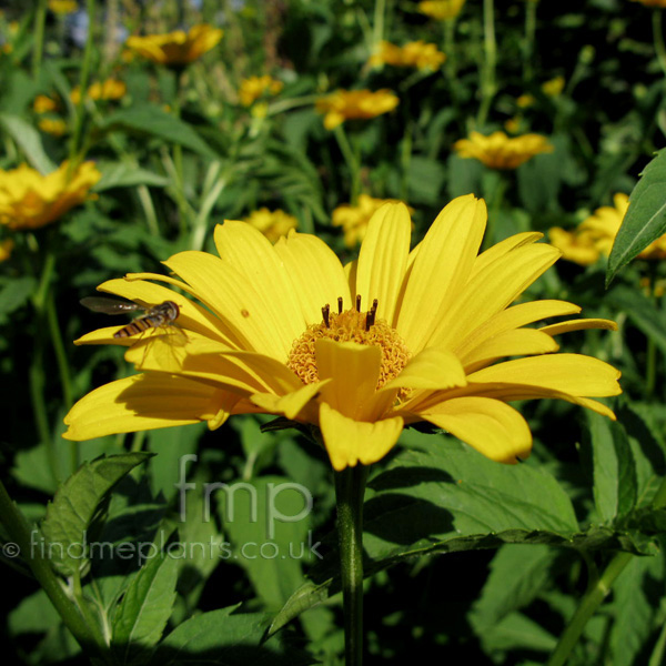 Heliopsis helianthoides - 'Scabra': Information, Pictures & Cultivation ...