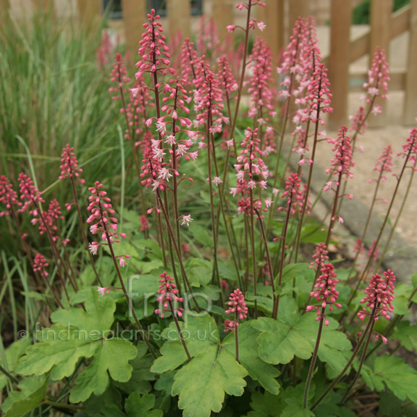 Heucherella alba - 'Bridget Bloom': Information, Pictures & Cultivation ...