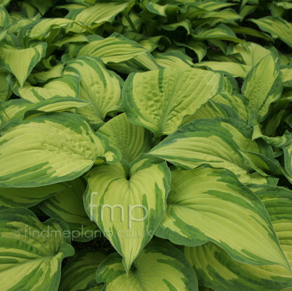 Hosta fortunei - 'Albopicta': Information, Pictures & Cultivation Tips