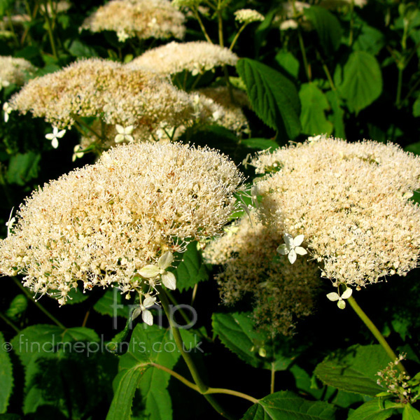 A Big Photo of Hydrangea Arborescens, Flower Close-up from FindMePlants