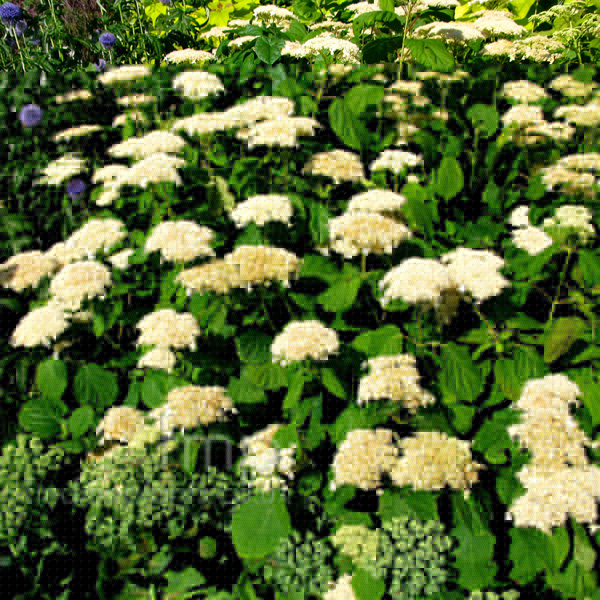 A Big Photo of Hydrangea Arborescens from FindMePlants