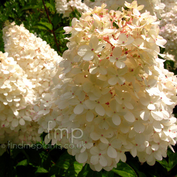 Hydrangea paniculata - 'Renhy': Information, Pictures & Cultivation Tips