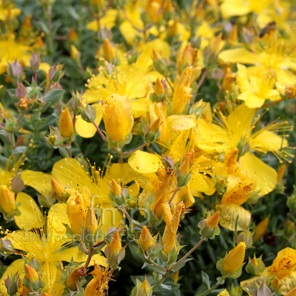 Hypericum olympicum - 'Edith': Information, Pictures & Cultivation Tips